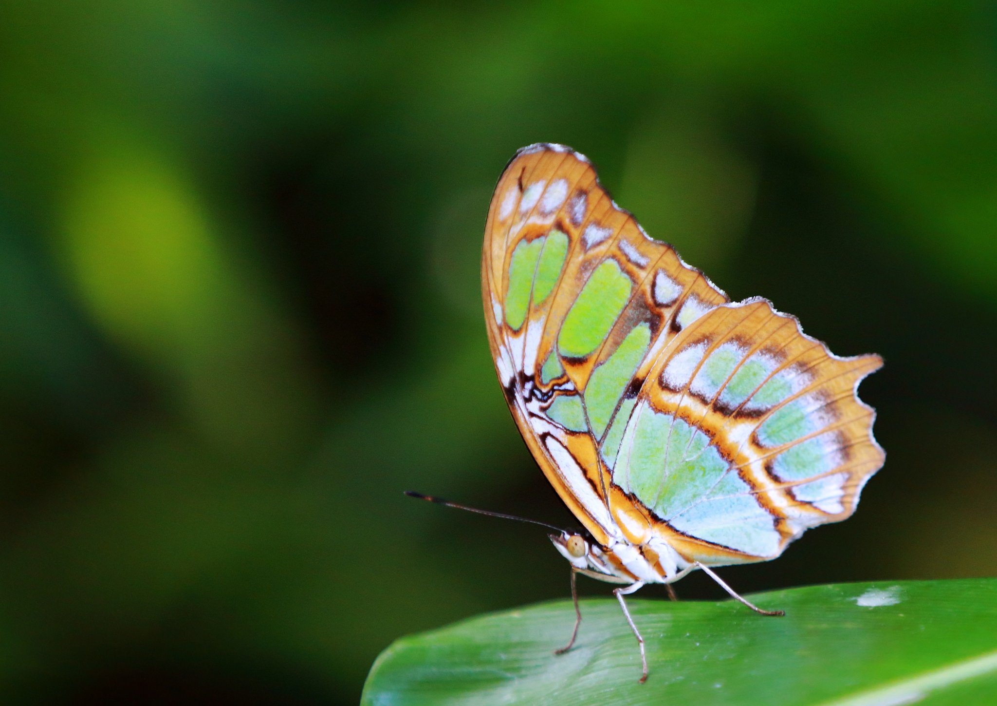 butterfly, Nature, Insects, Macro, Zoom, Close up, Wallpaper Wallpapers ...