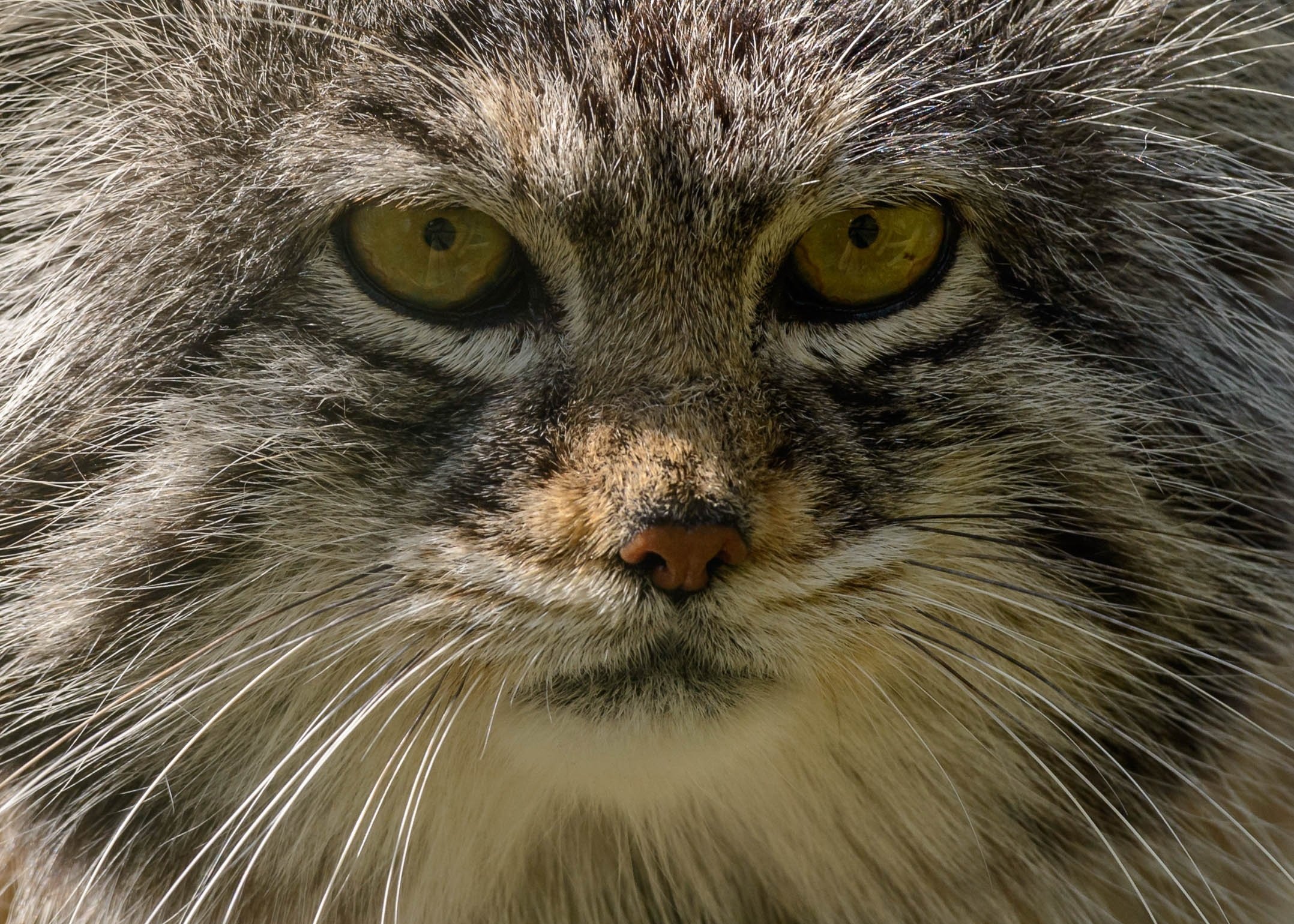 manul, Pallas, Cat, Wild, Cat, Predator, Face, Portrait Wallpapers HD ...