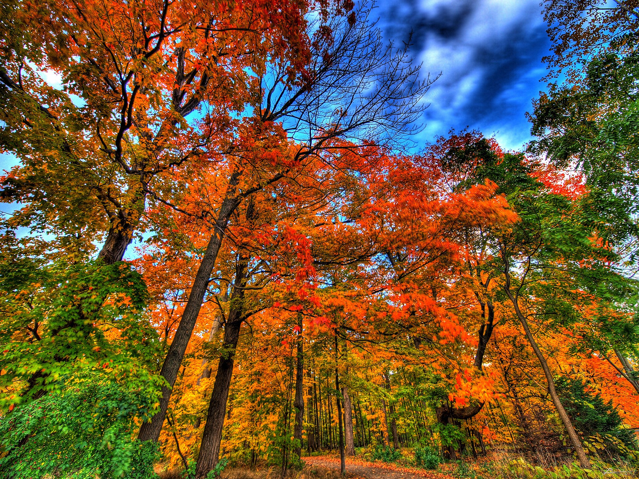 Autumn Trees Nature Landscape Leaf Leaves Wallpapers HD Desktop And Mobile Backgrounds