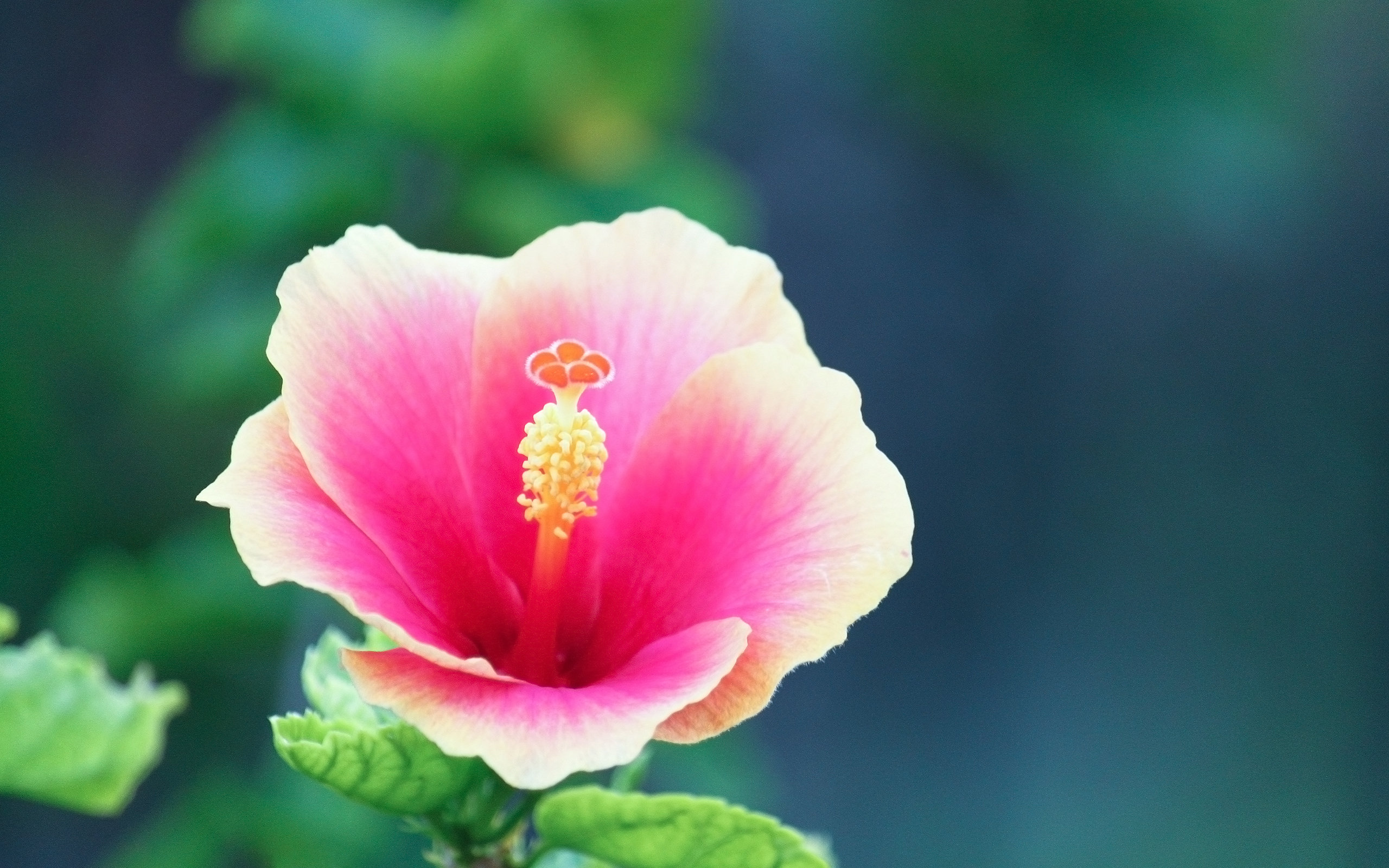 wall, Flower Wallpapers HD / Desktop and Mobile Backgrounds