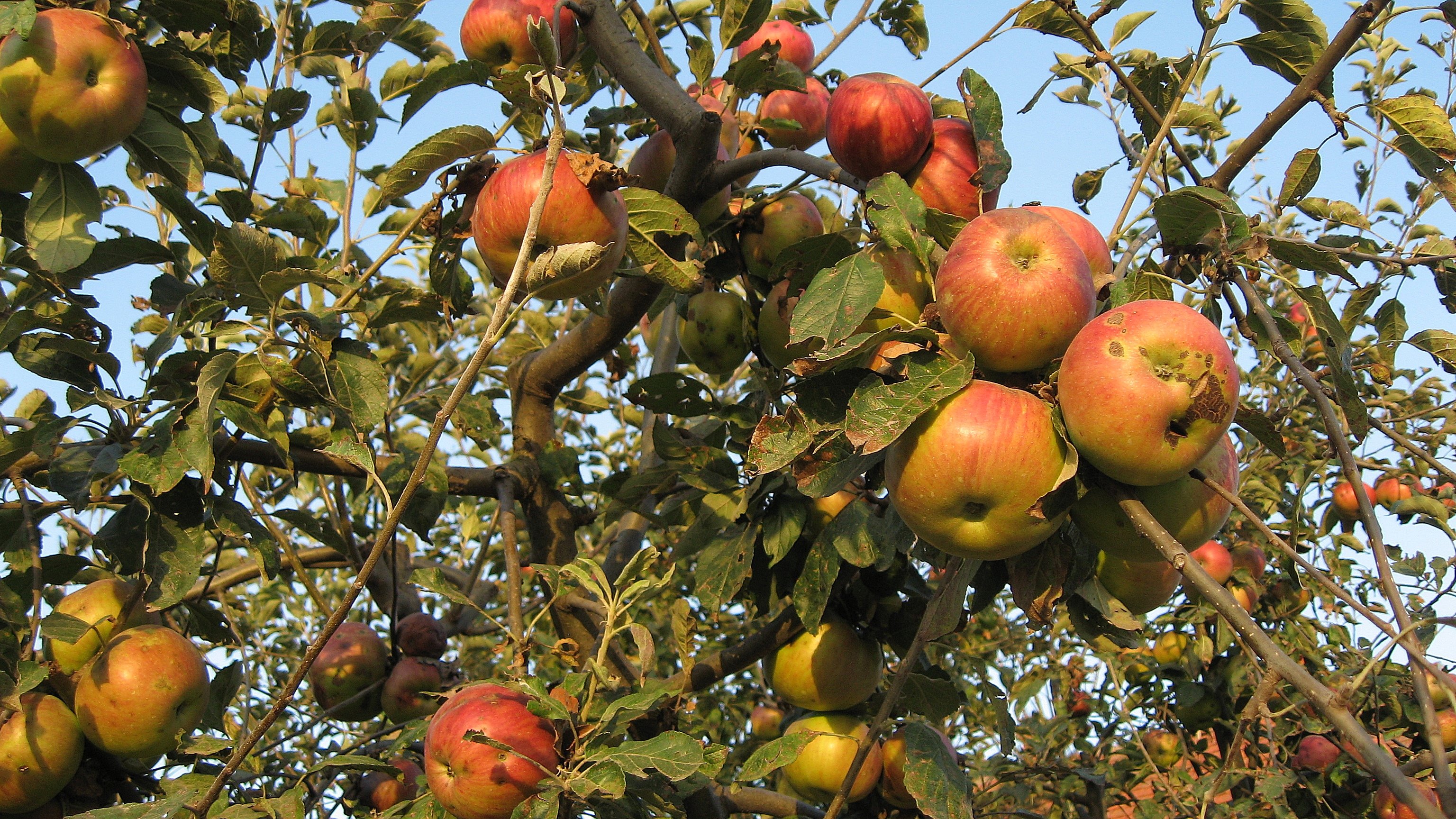 558063 Wallpapers HD / Desktop and Mobile Backgrounds