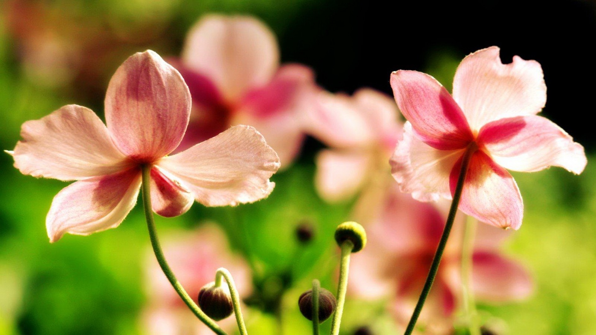 nature, Flowers, Bokeh, Buds, Pink, Flowers, Wildflowers Wallpapers HD ...