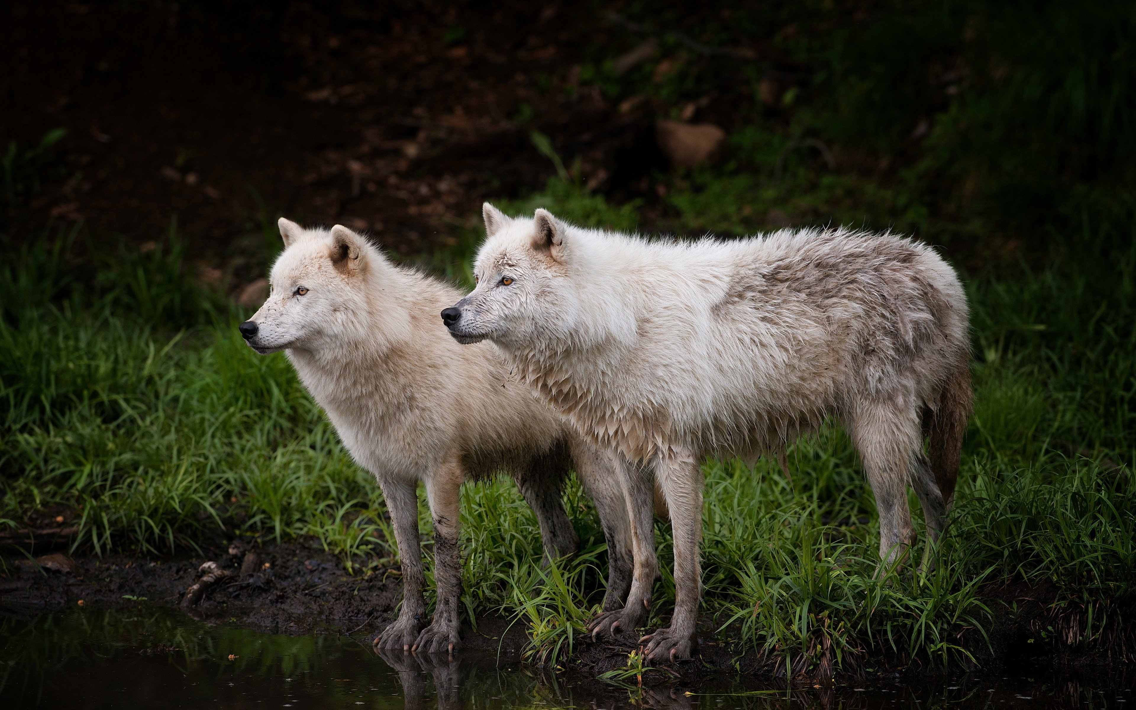 wolf, Wolves, Predator, Carnivore Wallpapers HD / Desktop and Mobile ...