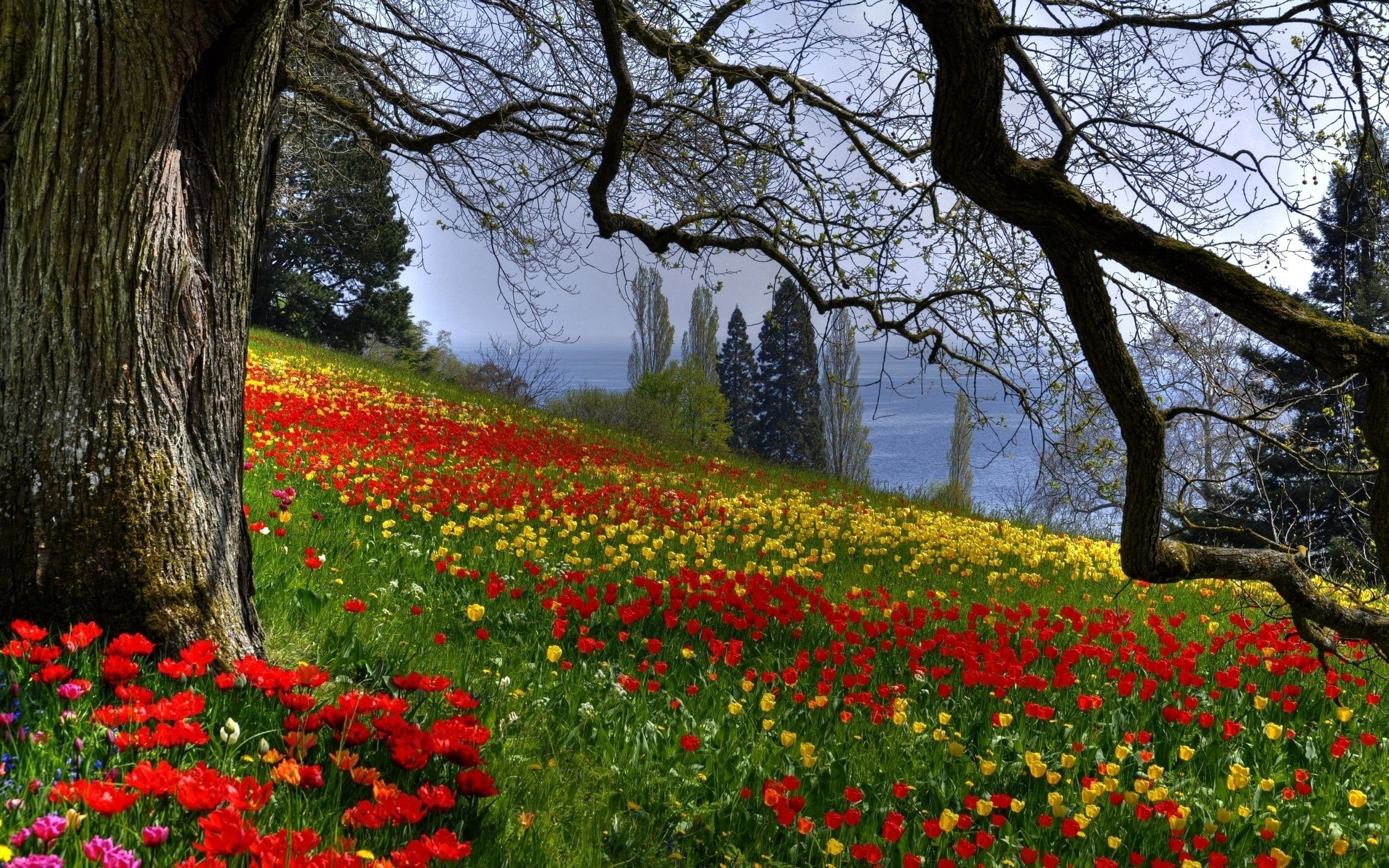 flowers, Grass, Trees, Summer Wallpapers HD / Desktop and Mobile ...
