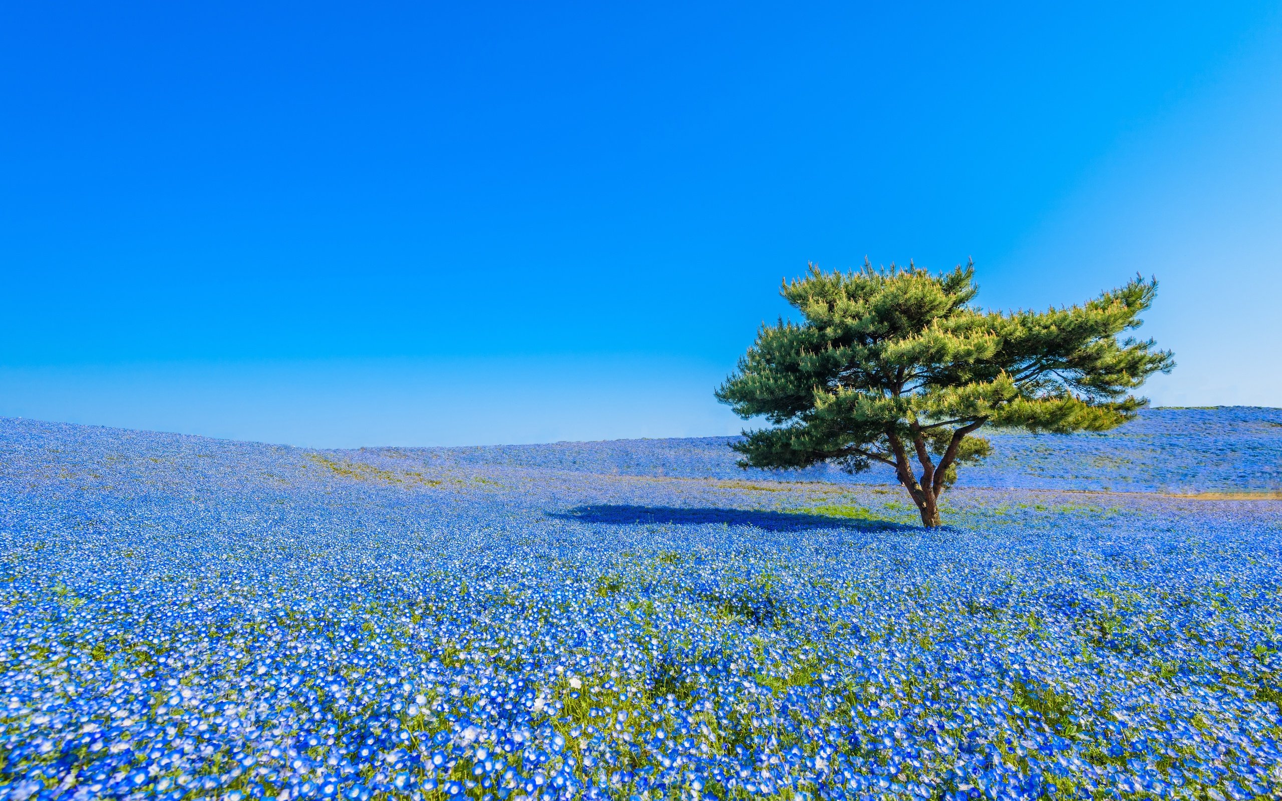 field, Flower, Tree, Landscape Wallpapers HD / Desktop and Mobile ...