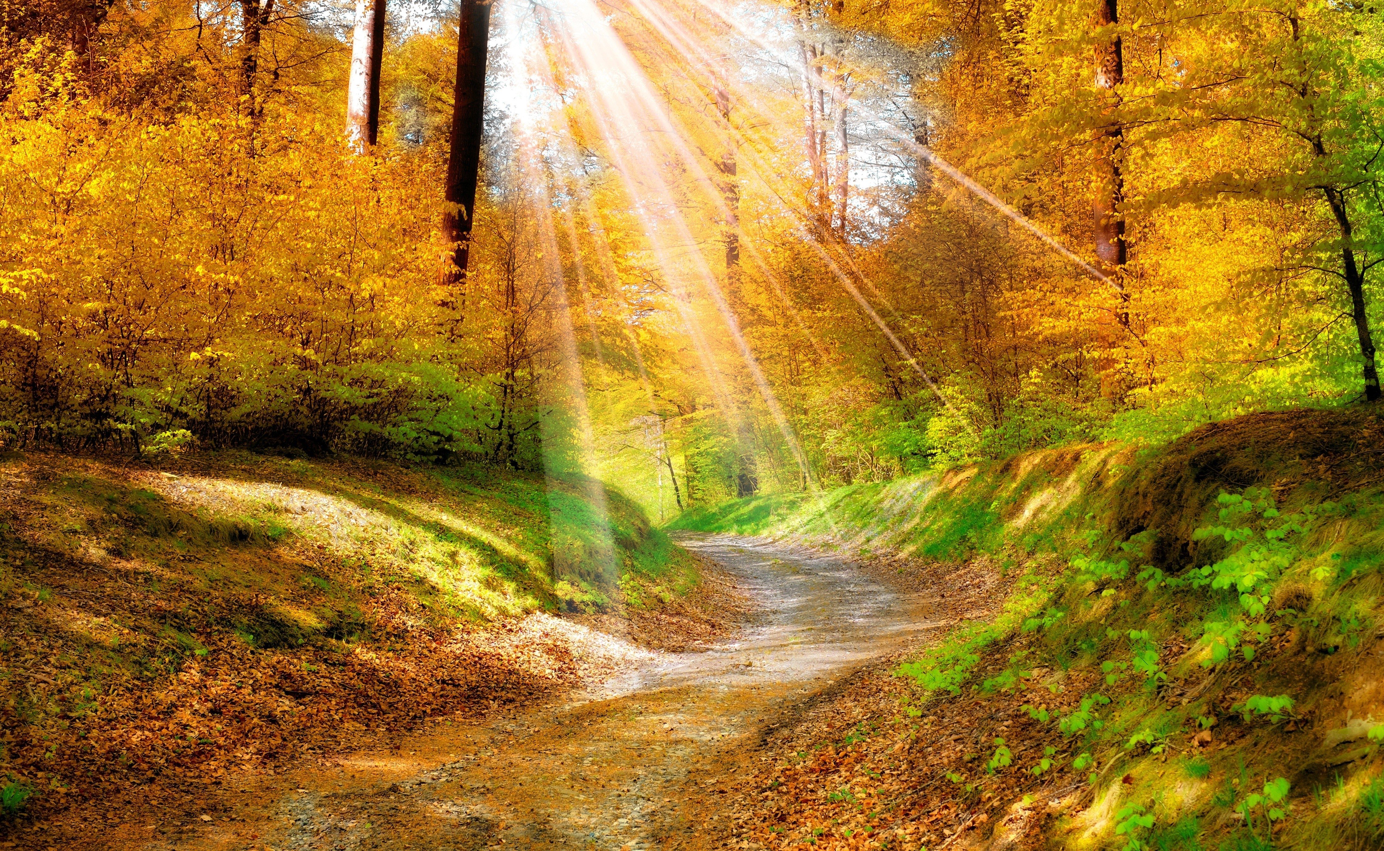 autumn, Fall, Tree, Forest, Landscape, Nature, Leaves Wallpapers HD ...