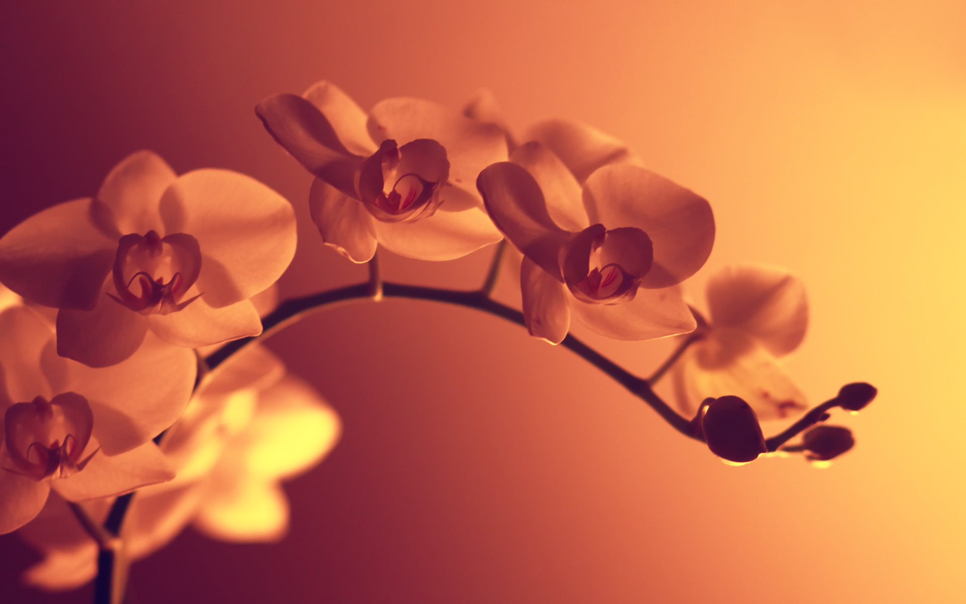 flowers, Sepia, Monochrome Wallpapers HD / Desktop and Mobile Backgrounds